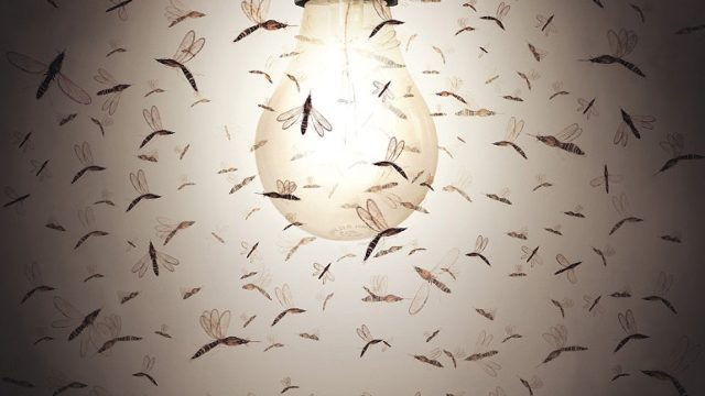 New study shows LED lights attract fewer insects than other lights