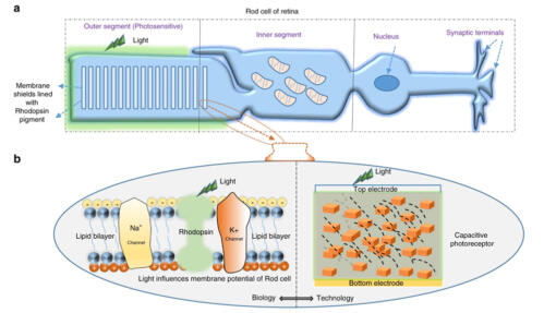 Logran desarrollar fotorreceptores que podrían replicar la sensibilidad ...