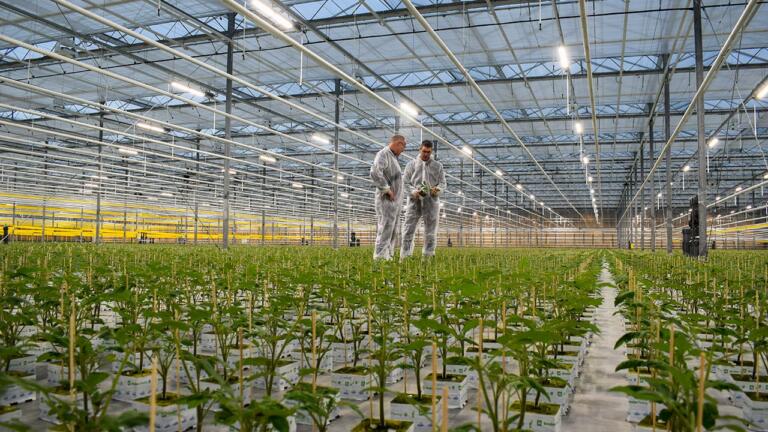 Un enfoque de iluminación híbrida HPS-LED para optimizar los factores ...