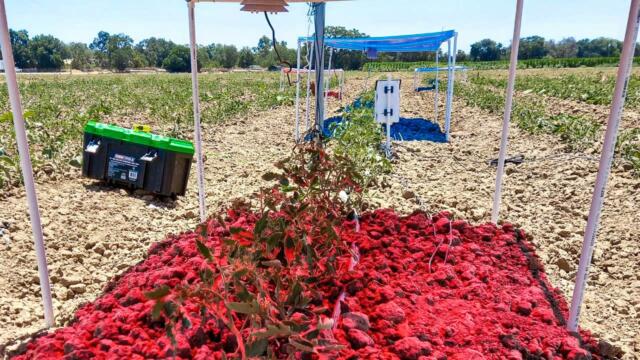 Agrivoltaica: la posibilidad de aprovechar diferentes espectros de la ...
