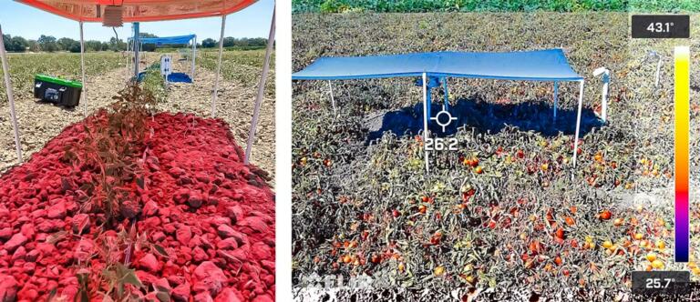 Agrivoltaica: la posibilidad de aprovechar diferentes espectros de la ...
