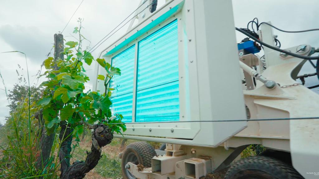 La luz UV-C llega al olivar: se evalúa en Córdoba el uso de estímulos ...